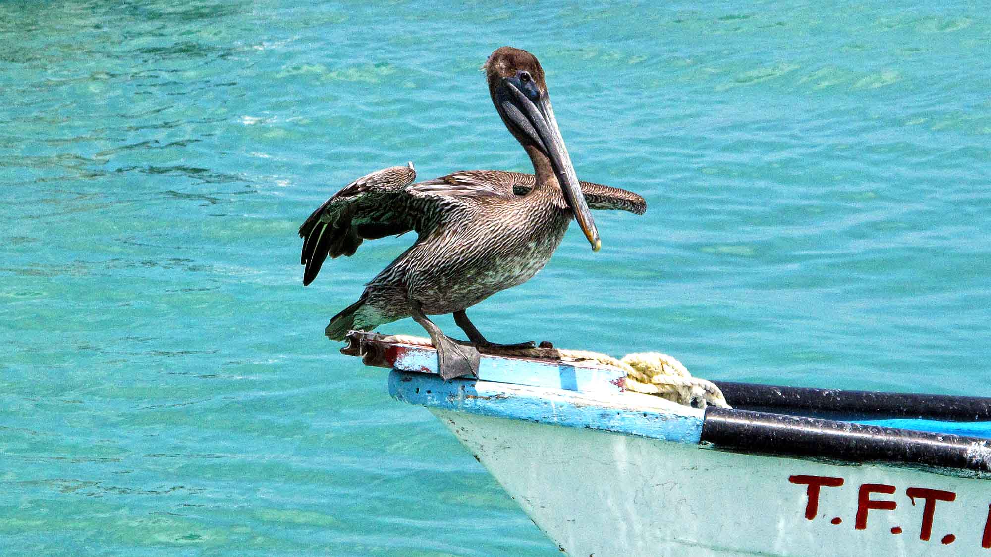 Pelikan - Dyr og folk