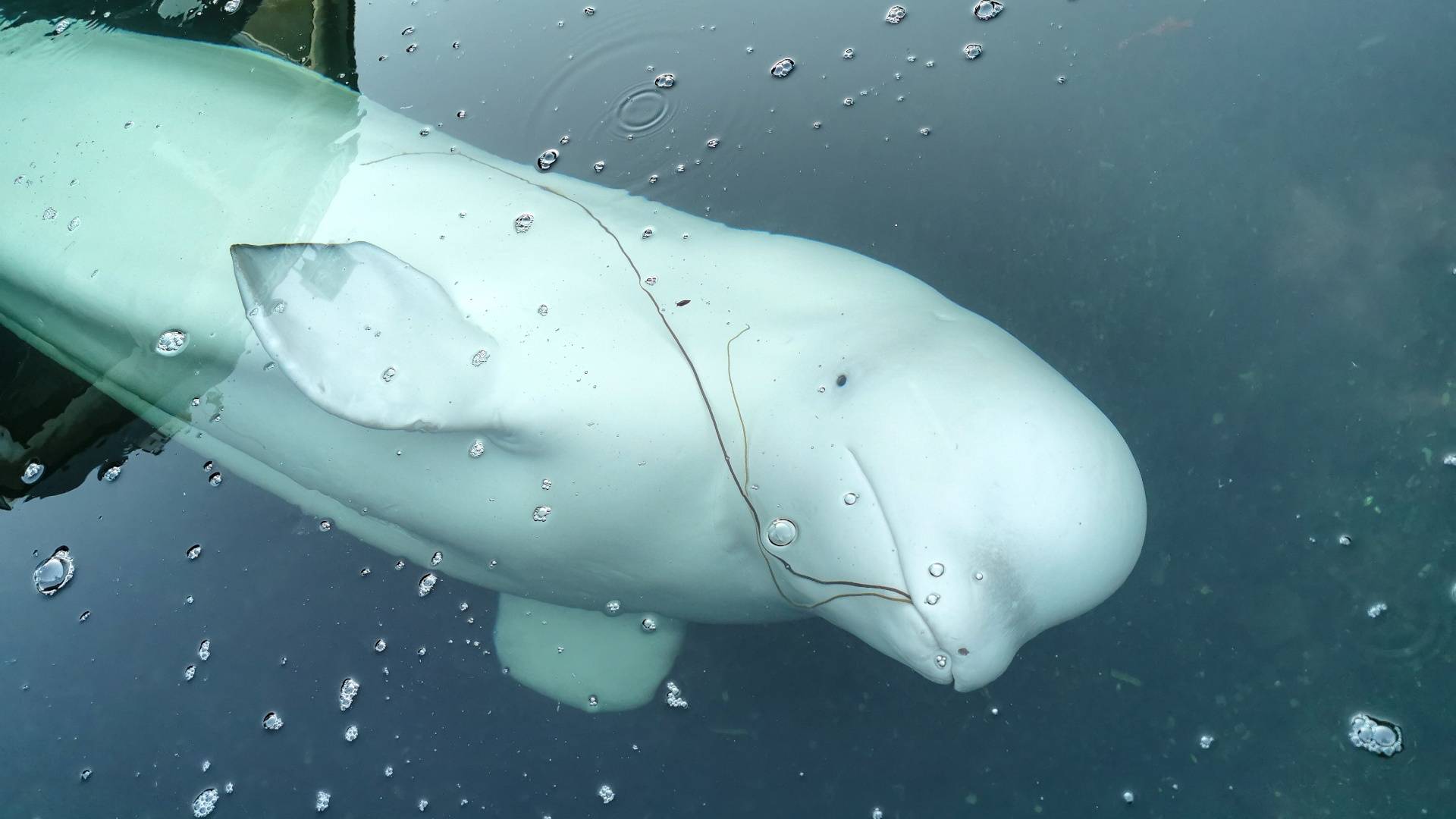 Hvordan går det med Hvaldimir? - Dyr og folk