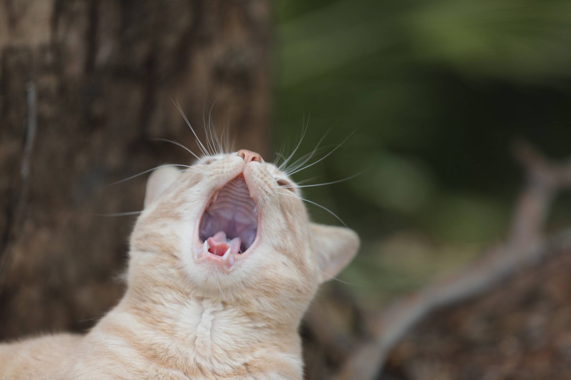 Viktig og privat informasjon kan spres via dyrene våre - Dyr og folk