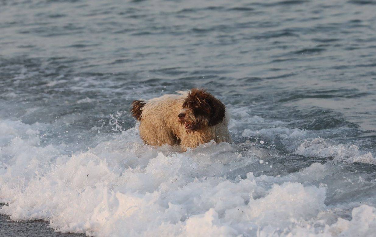 Hunder som skal omplasseres får lettere et nytt hjem hvis de får dra på ...
