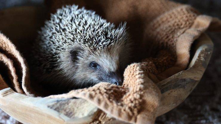 Pinnsvinhjelpen: – Det er ikke en menneskerett å ha pinnsvin i hagen - Dyr og folk