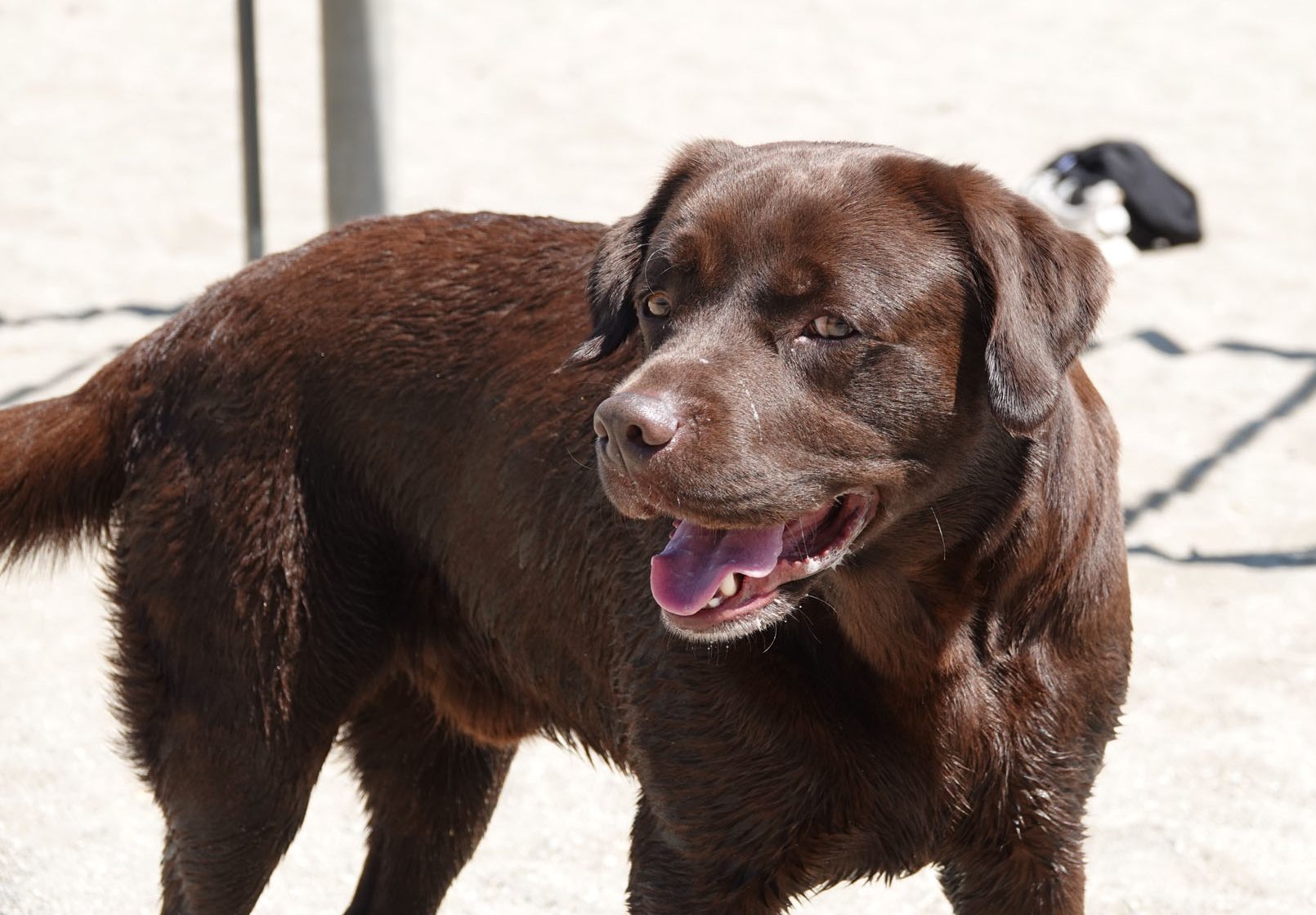 Tegn på at hunden eller katten mister synet - Dyr og folk